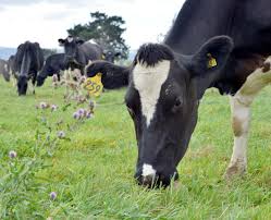 Airport dairy training farm still in limbo - EdairyNewsIN