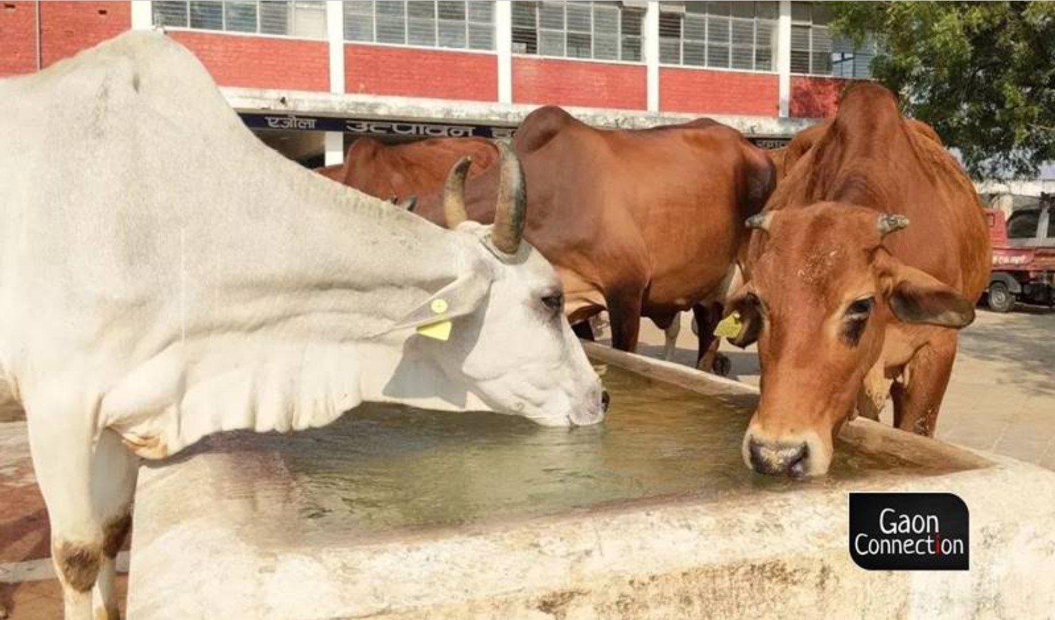 India’s First Cattle Genomic Chip — IndiGau — Will Help Identify ...