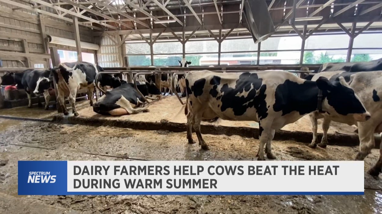 Dairy farmers try to keep cows cool during hot summer - EdairyNewsIN