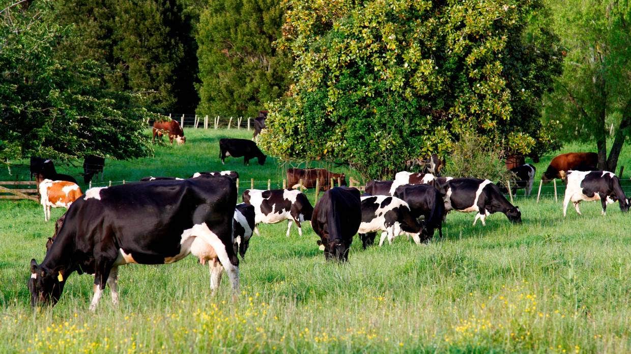 Fonterra looks to get more value for NZ's 'white gold' as cow numbers ...