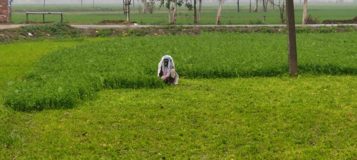 Unseasonal Rain Hits Tarn Taran Farmers - EDairy News India