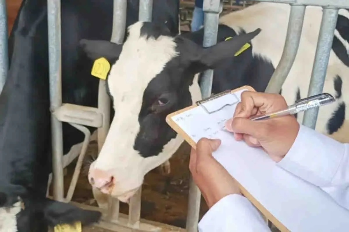 Indonesia-Vietnam Collaborate To Set Up Dairy Farm In Poso For National ...