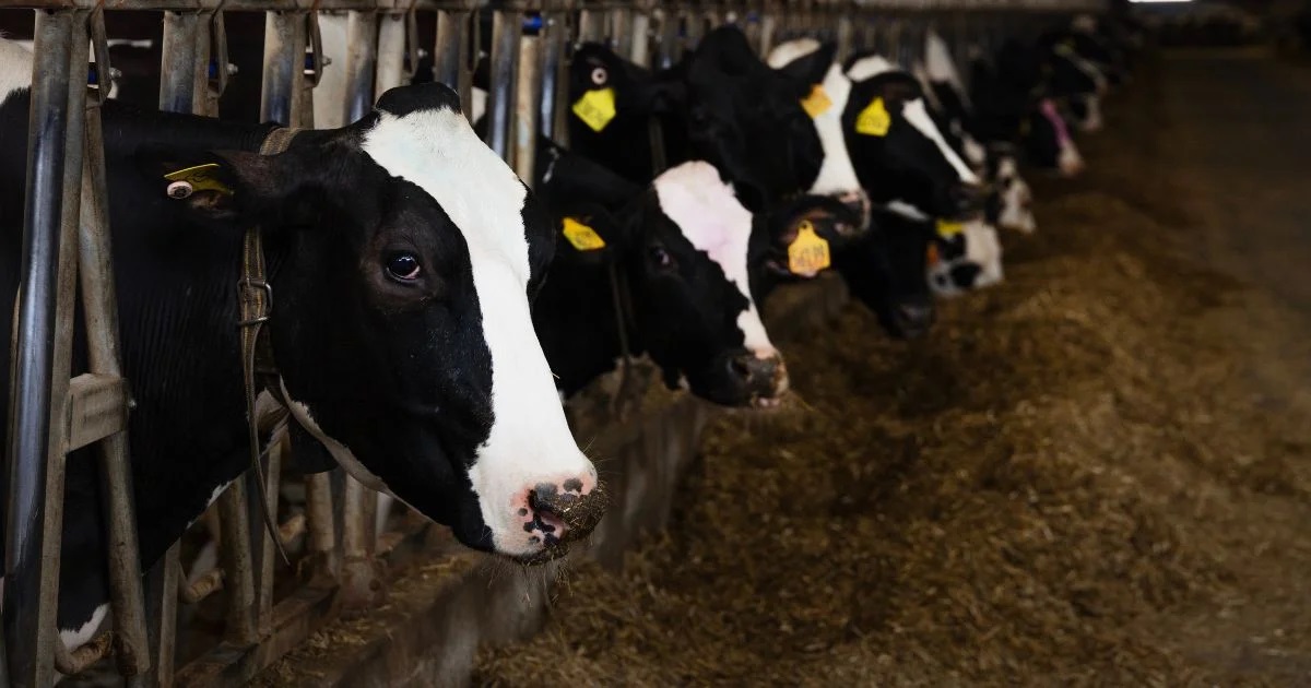 Concerning Rise Of Methane Emissions In Dairy Farming: Call For Climate ...