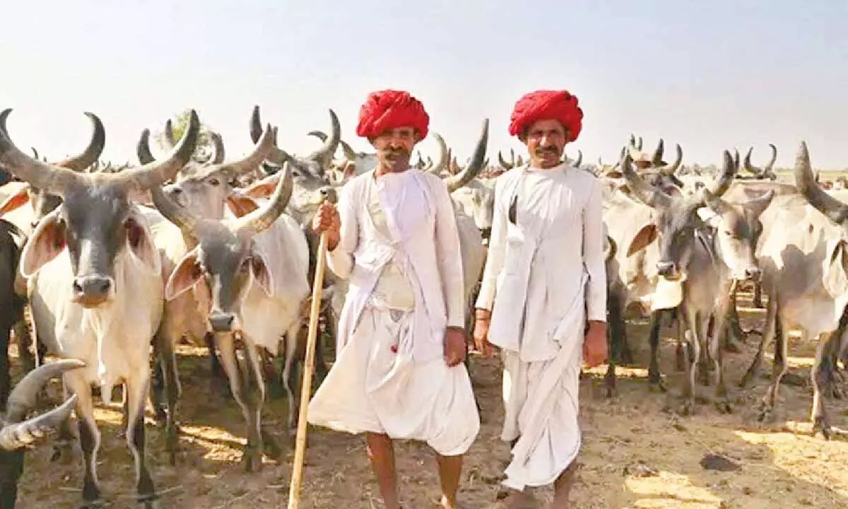 India's Cow Policy: Why US Dairy Access Is A $8B Trade War! 🇮🇳🇺🇸 ...