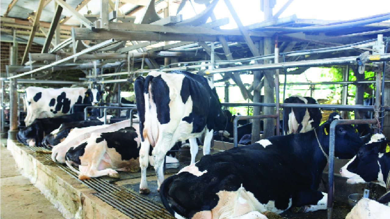 India’s Dairy Shield: Why FTAs Won't Crack The Red Line - EDairy News India